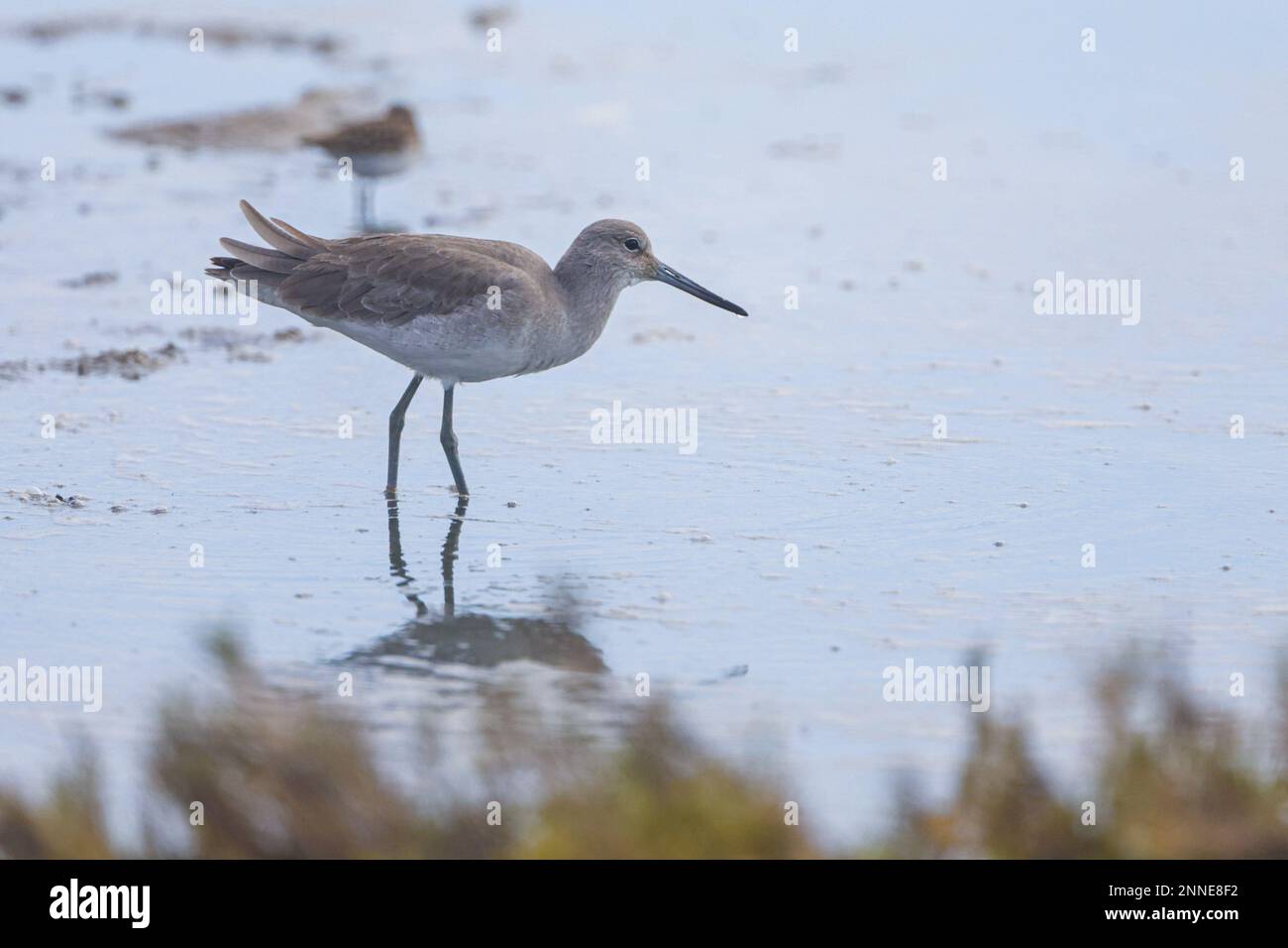 Aves marinas del norte hi-res stock photography and images - Alamy