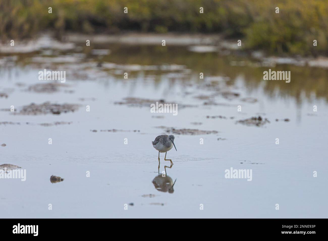 Sea birds in the mangrove of the Santa Cruz de Kino Viejo estuary in ...
