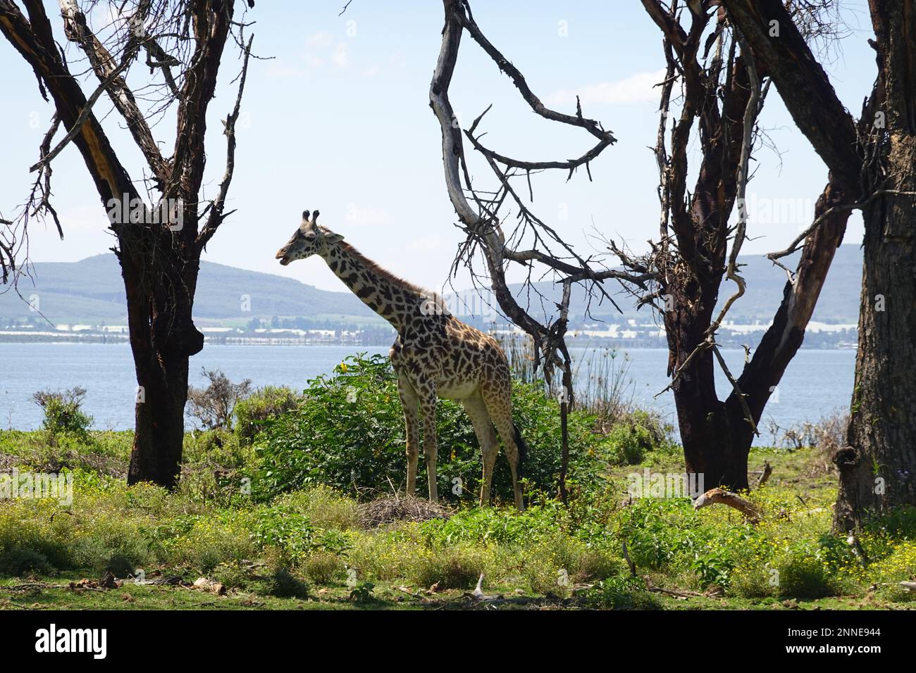 Giraffe on Crescent Island in Lake Naivasha, Kenya Stock Photo - Alamy
