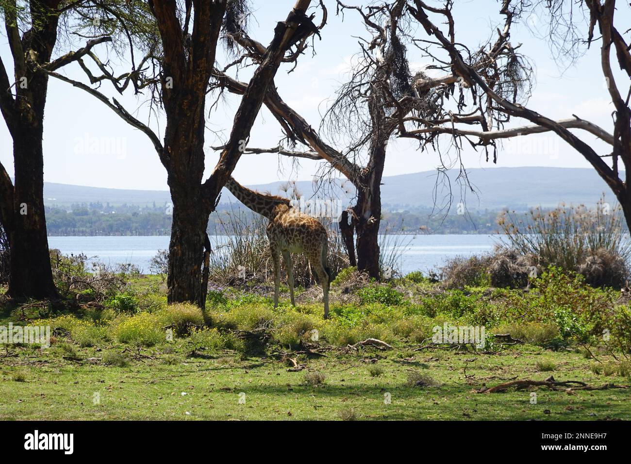 Giraffe on Crescent Island in Lake Naivasha, Kenya Stock Photo - Alamy