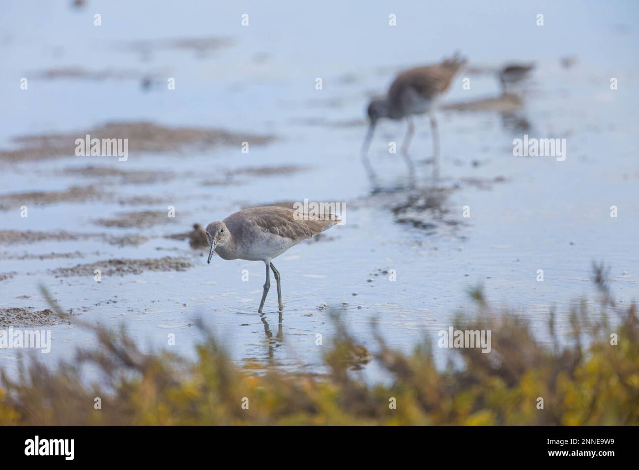 Sea birds in the mangrove of the Santa Cruz de Kino Viejo estuary in ...