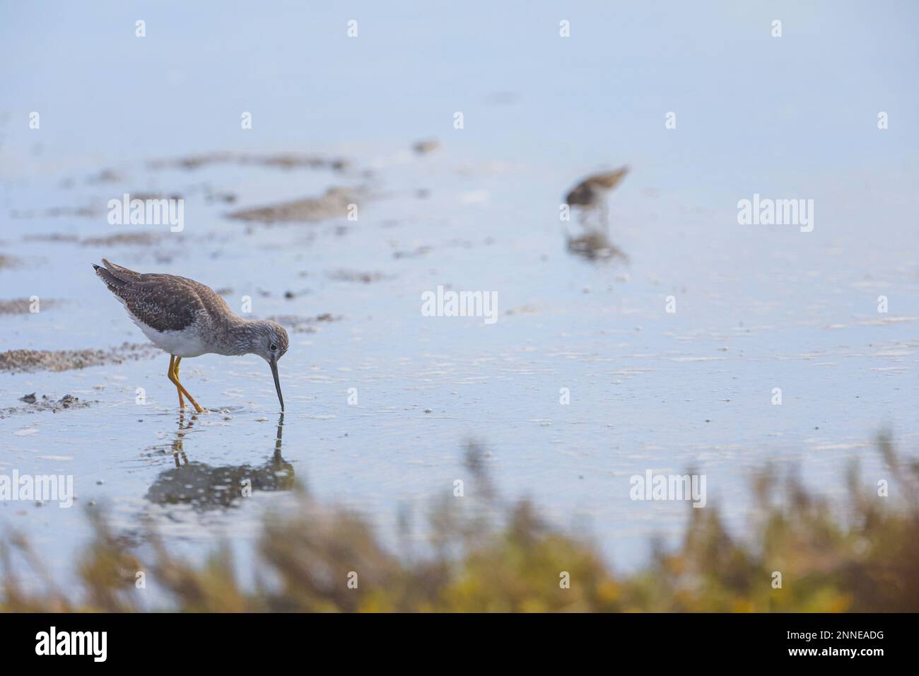 Sea birds in the mangrove of the Santa Cruz de Kino Viejo estuary in ...
