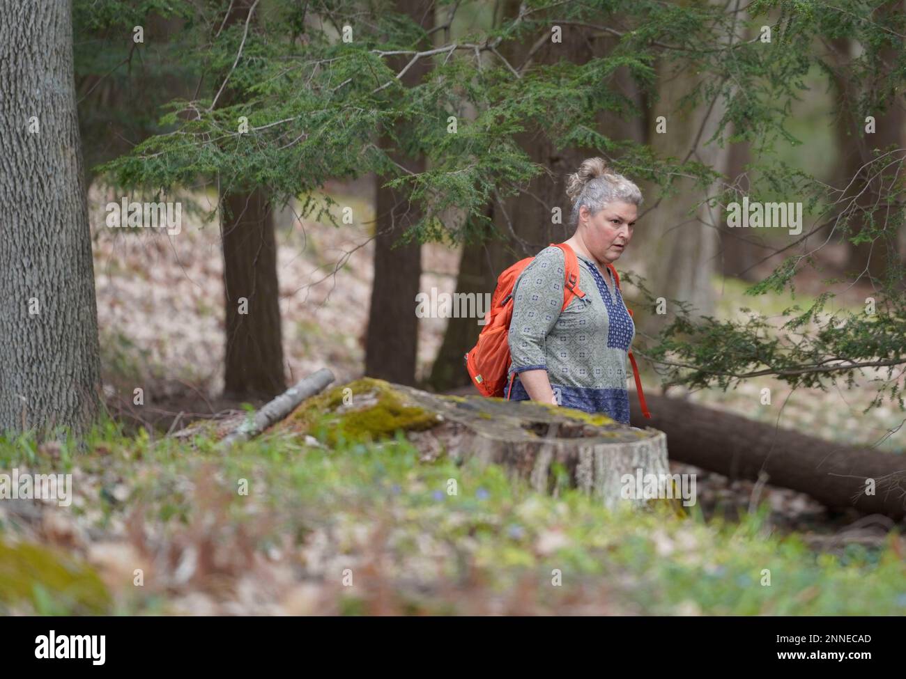 Marsha Jacobs of Lenox hikes in the tall evergreens at The Mount in ...