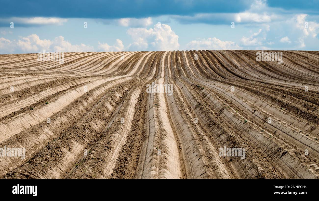 An agricultural potato field. Ploughed fields go over the horizon Stock ...