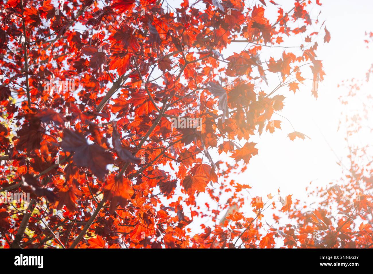 Sun shines through foliage of red maple tree. Bottom view on colorful ...