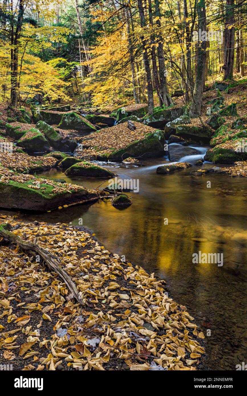 Red House Brook flows through Allegany State Park, Cattaraugus Co., NY ...