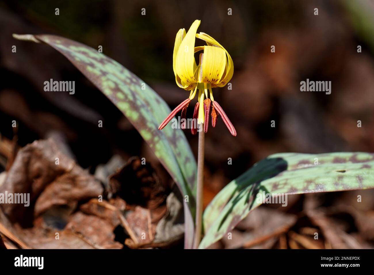 Trout lily dog tooth lily liliaceae hi-res stock photography and images ...