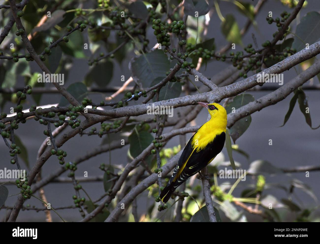Indian subcontinent fruits hi-res stock photography and images - Alamy