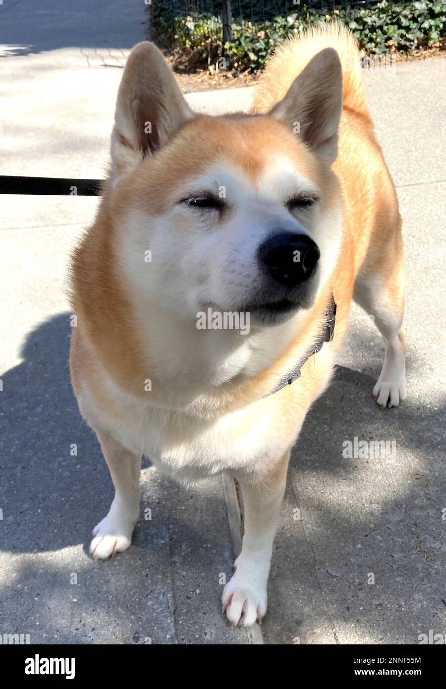 Photo by: STRF/STAR MAX/IPx 2021 4/23/21 Shiba Inus (the dog breed ...