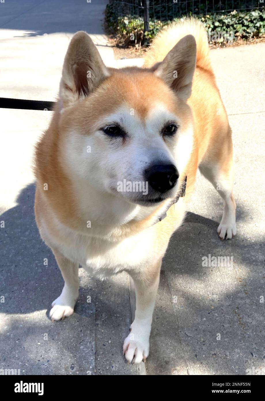 Photo by: STRF/STAR MAX/IPx 2021 4/23/21 Shiba Inus (the dog breed ...