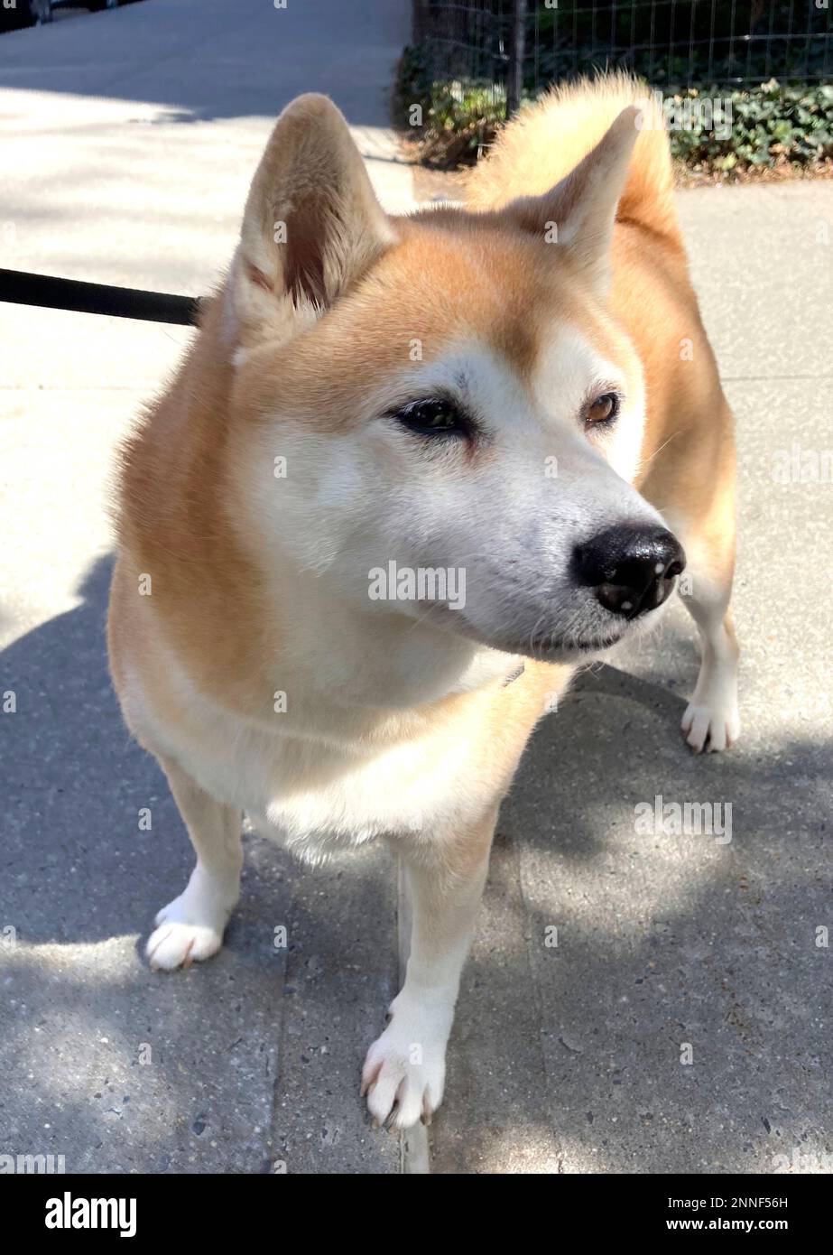 Photo by: STRF/STAR MAX/IPx 2021 4/23/21 Shiba Inus (the dog breed ...