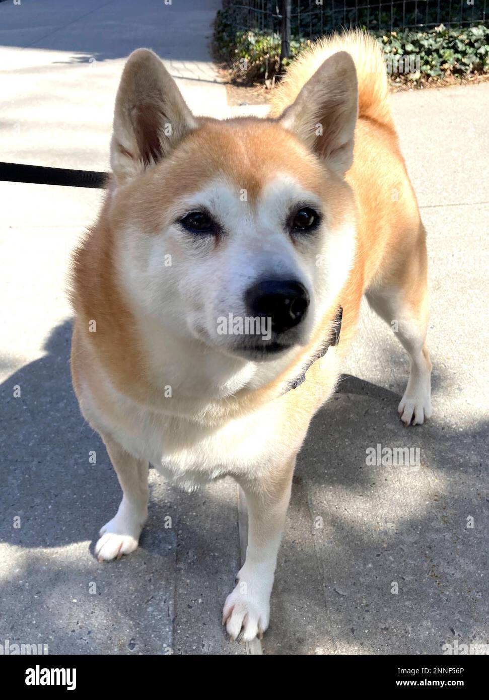 Doge Dog