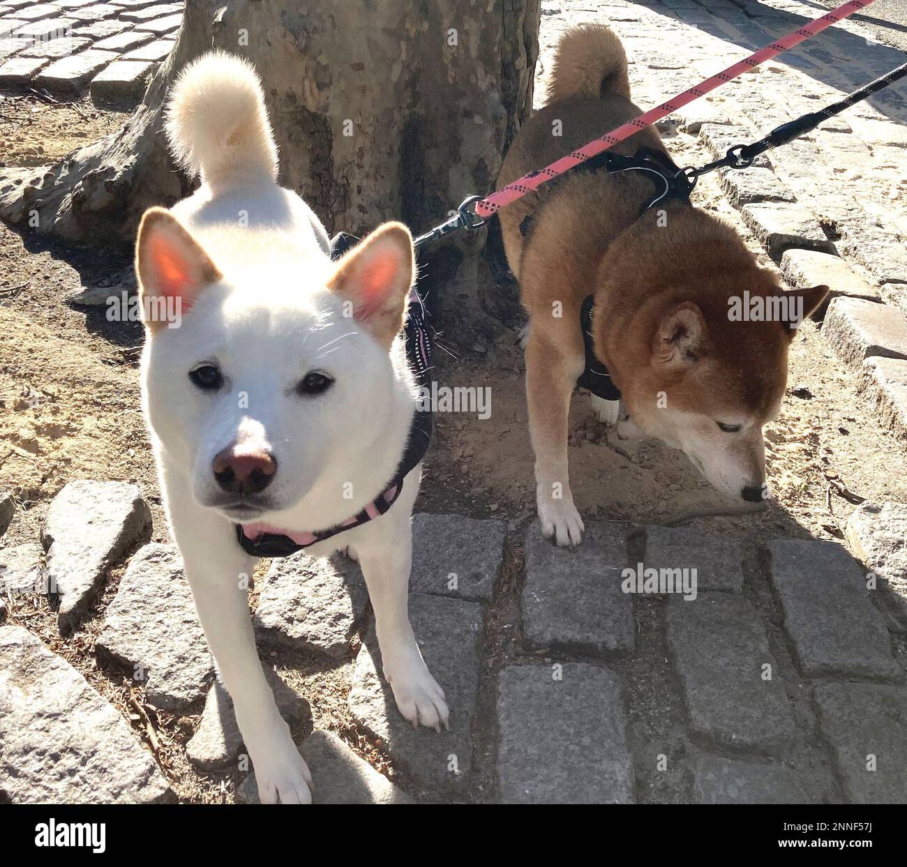 Photo by: STRF/STAR MAX/IPx 2021 4/23/21 Shiba Inus (the dog breed ...