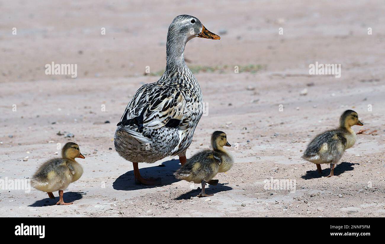 A mother duck and her three ducklings take an early afternoon stroll ...