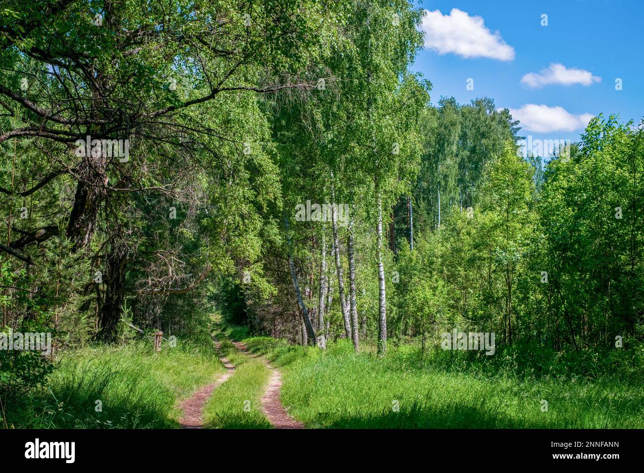 Green colours of nature hi-res stock photography and images - Alamy