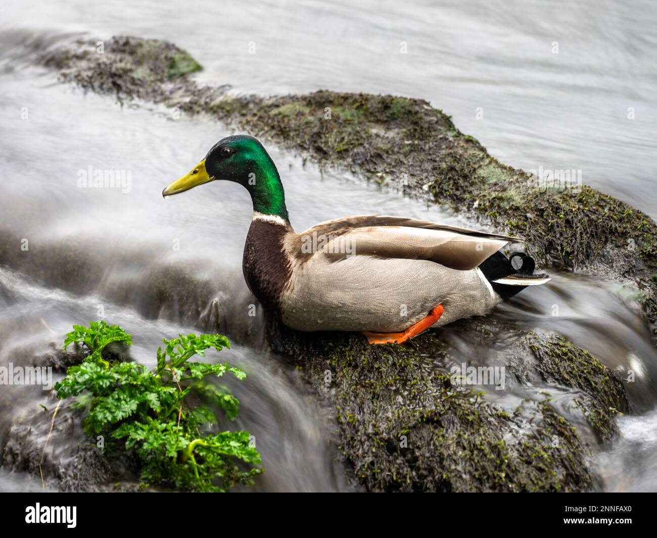 Male Mallard duck on the River Teifi, Cenarth, Wales Stock Photo - Alamy