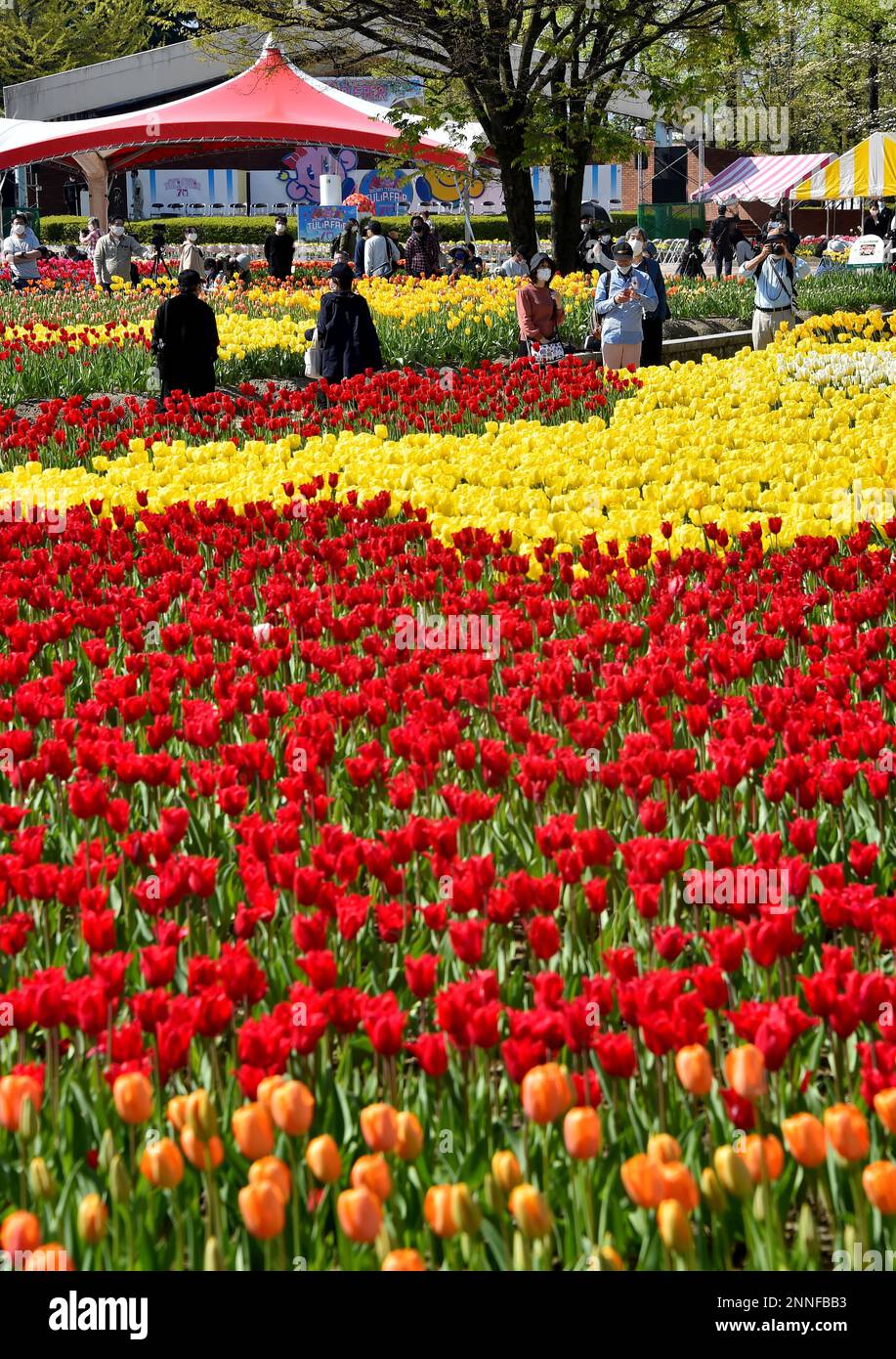 The 70th Tonami Tulip Fair launches at Tulip Park in Tonami, Toyama ...