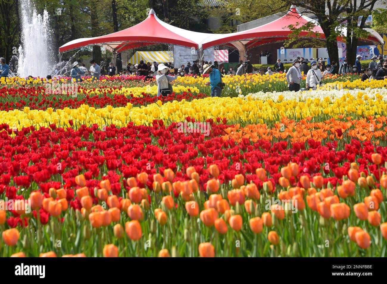 The 70th Tonami Tulip Fair launches at Tulip Park in Tonami, Toyama ...