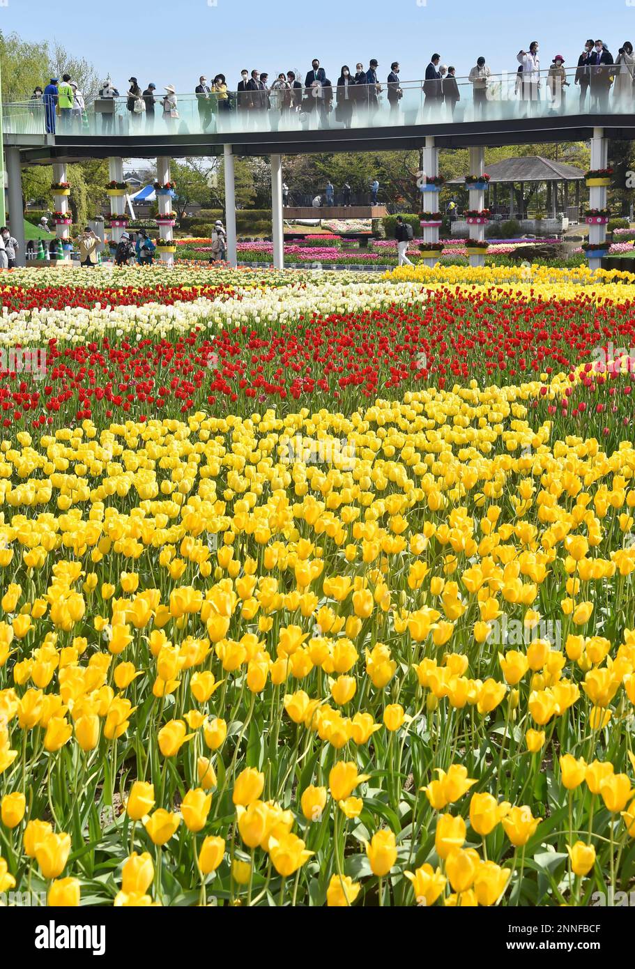 The 70th Tonami Tulip Fair launches at Tulip Park in Tonami, Toyama ...