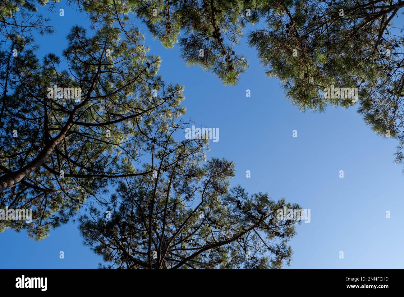 Pine trees in France in summer light Stock Photo - Alamy