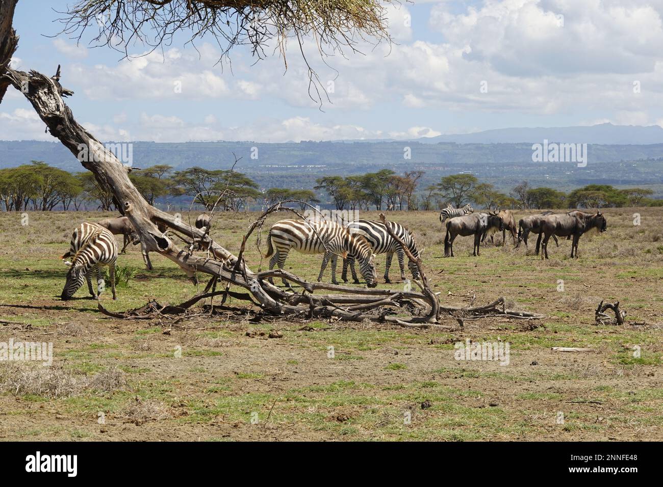 Zebra and Wildebeest on Crescent Island in Lake Naivasha, Kenya Stock ...