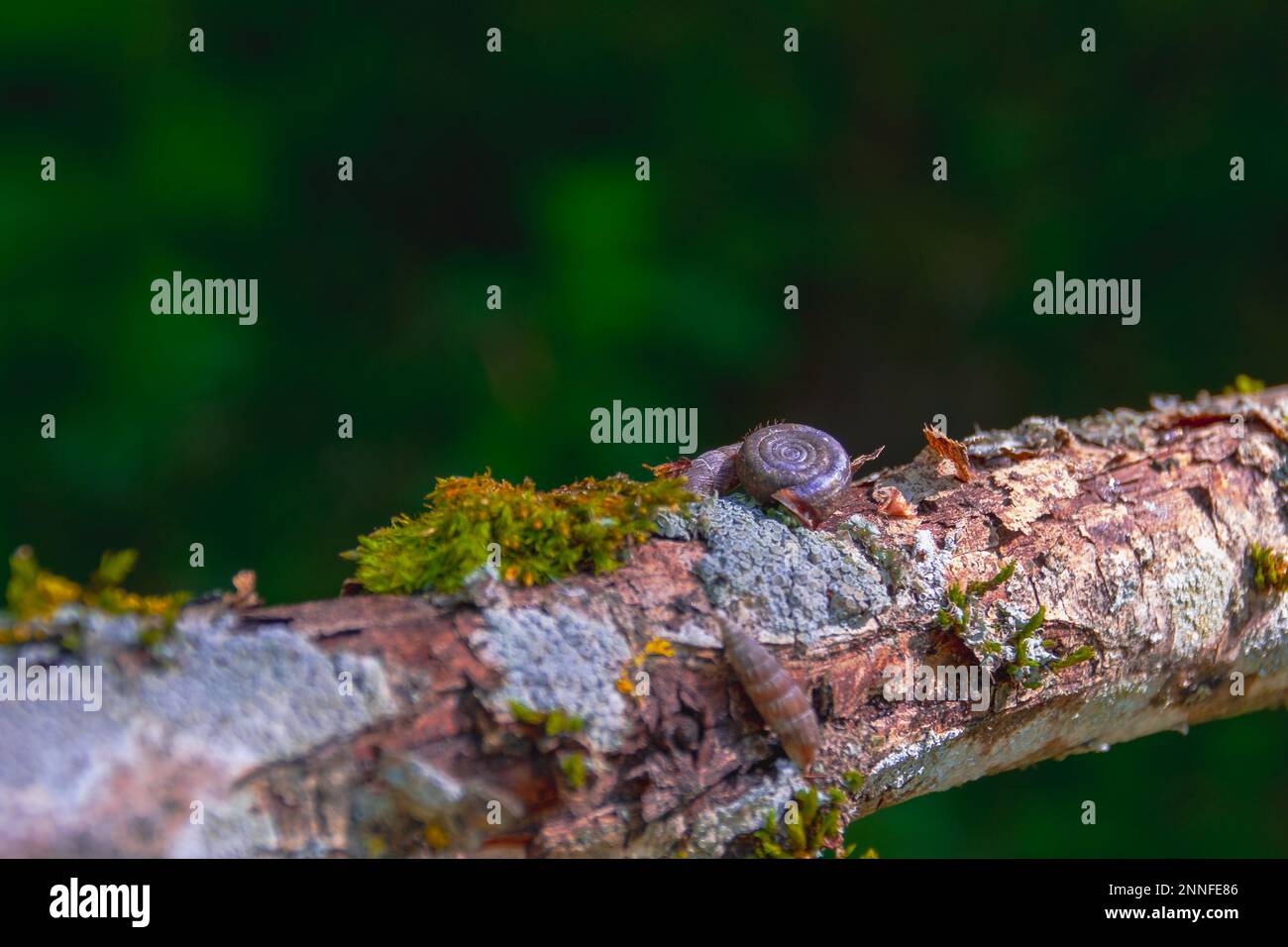 A moss-covered branch with snail shells Stock Photo - Alamy