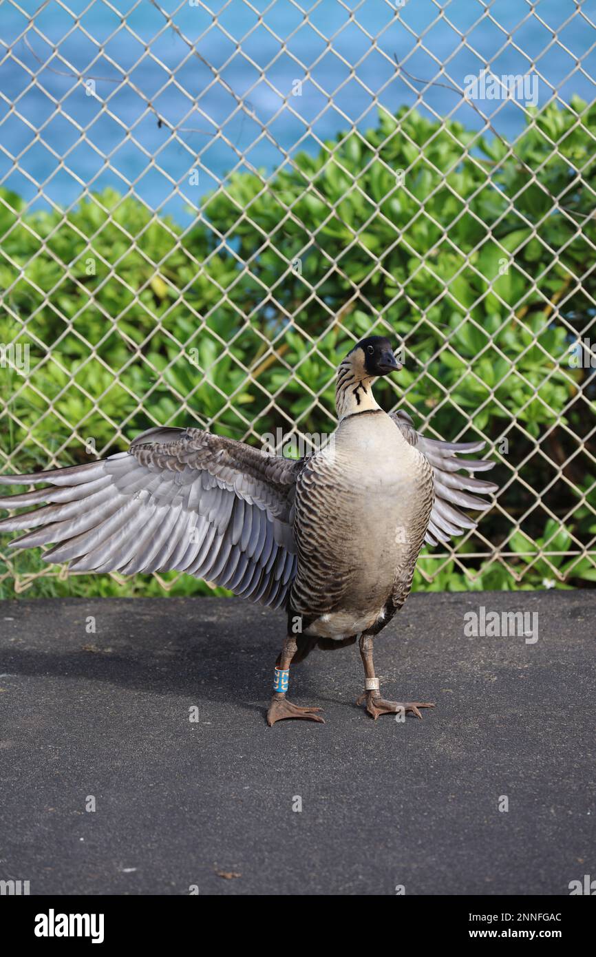 Nene goose wing hi-res stock photography and images - Alamy