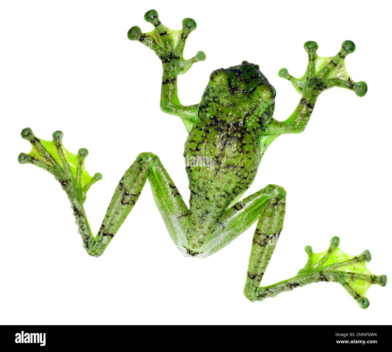 Tropical tree frog on a white background Stock Photo - Alamy