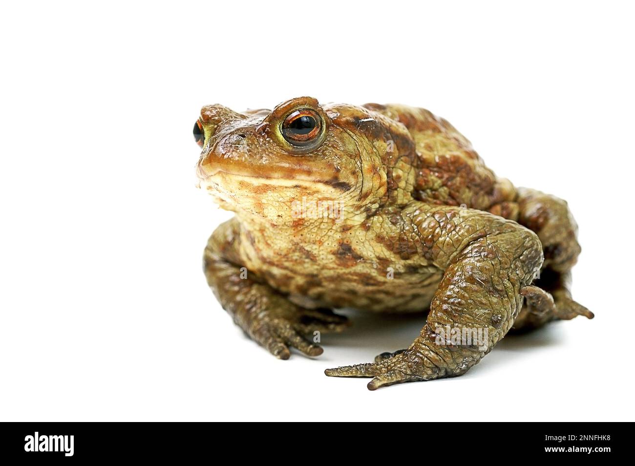 Toad still life hi-res stock photography and images - Alamy
