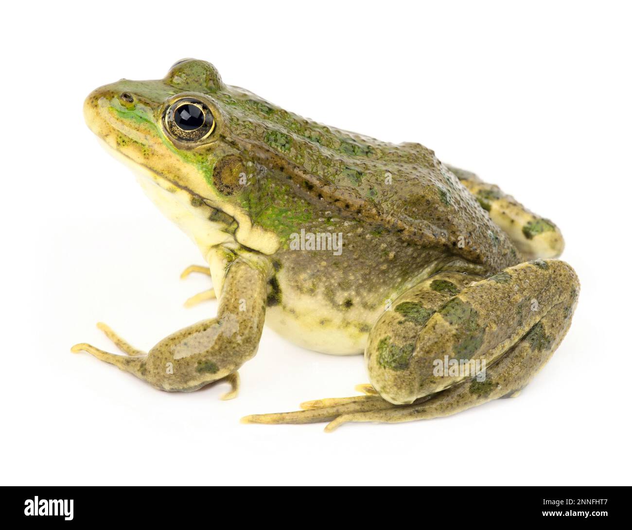 Tropical tree frog on a white background Stock Photo - Alamy