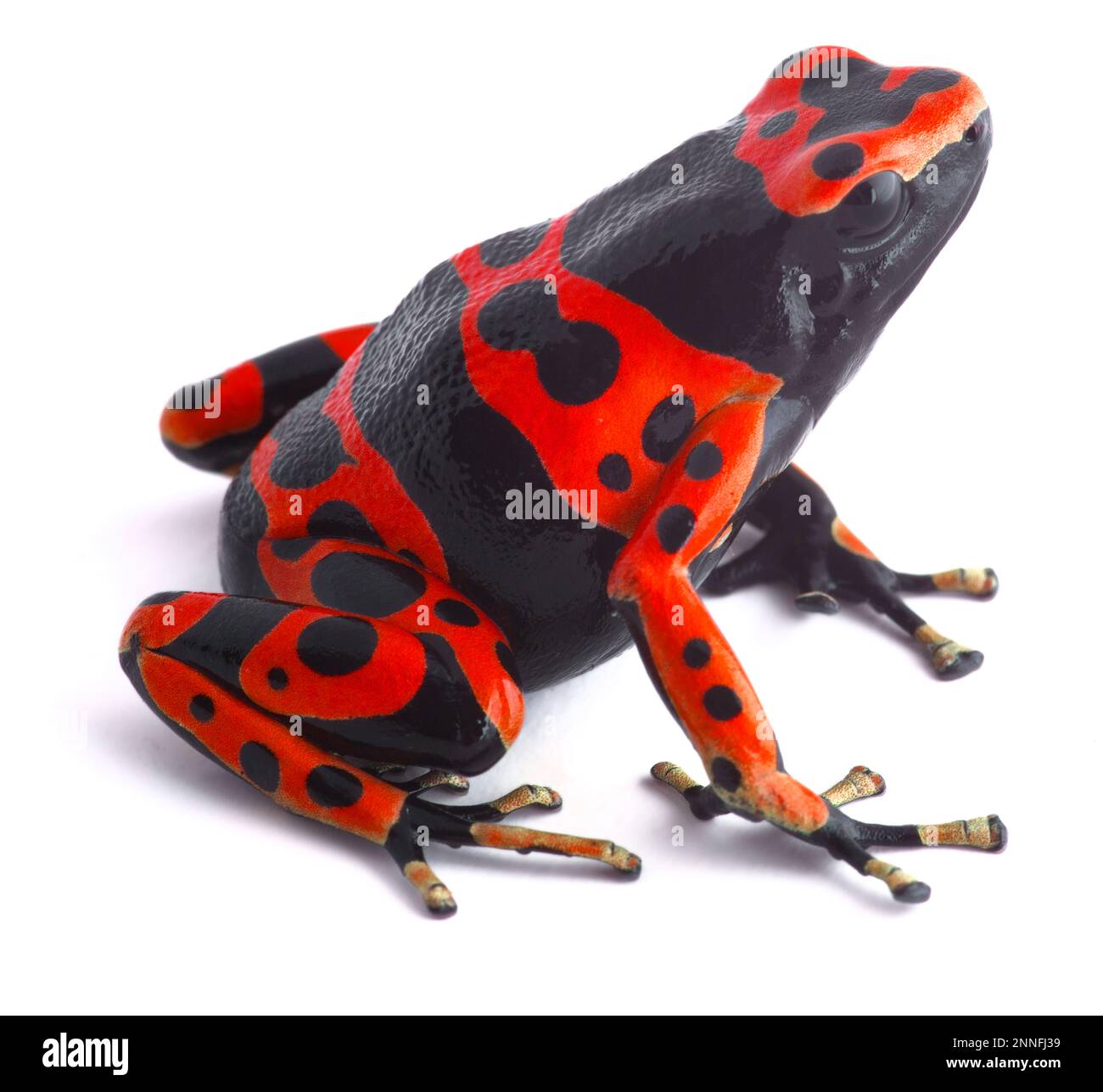 Tropical red tree frog on a white background Stock Photo - Alamy