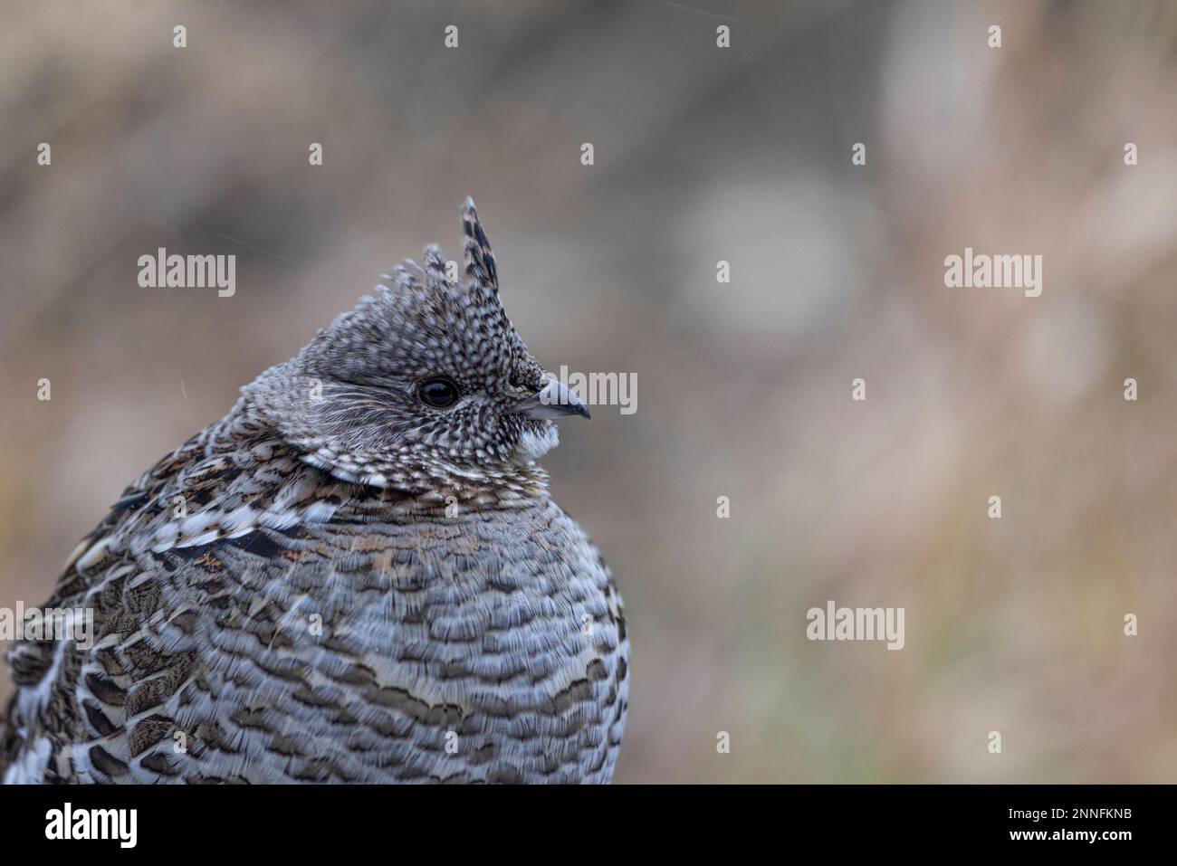 Pennsylvania fauna hi-res stock photography and images - Alamy