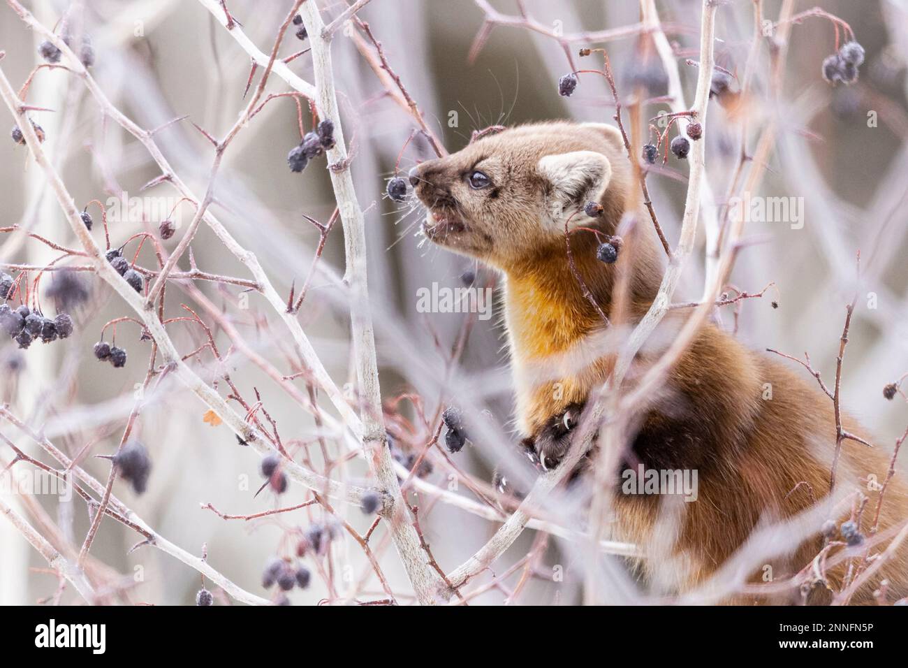 American Marten eating berries in a tree Stock Photo - Alamy