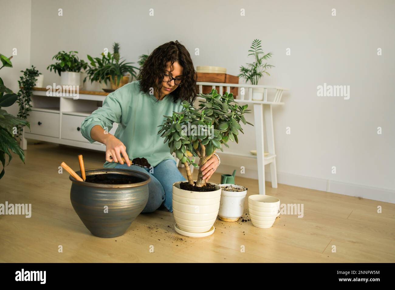 Woman transplanting green plant into new pot. Houseplant and home ...