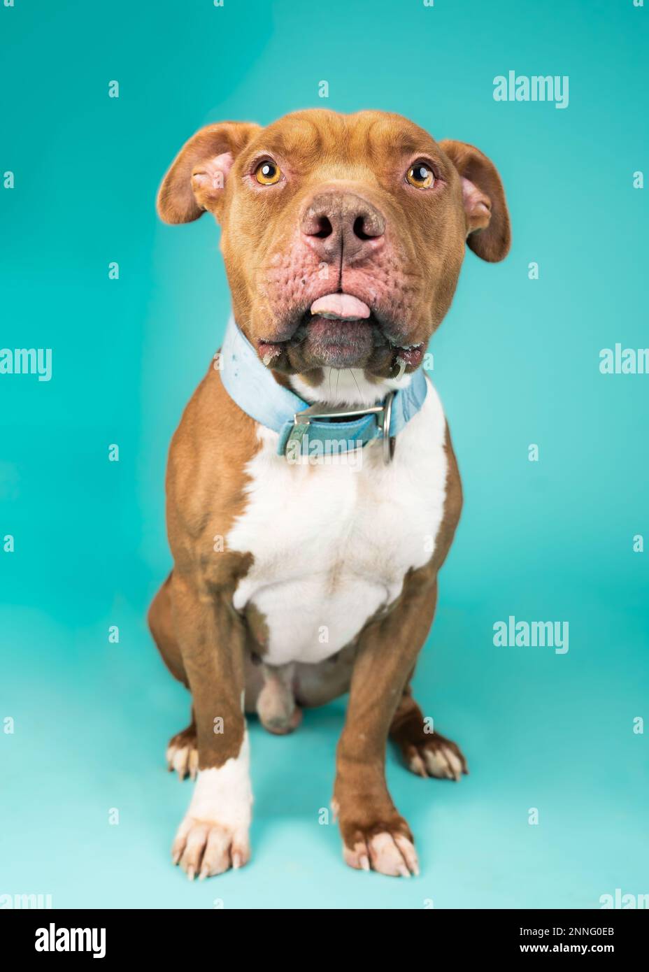mix breed shelter dog poses to impress future adopters Stock Photo - Alamy