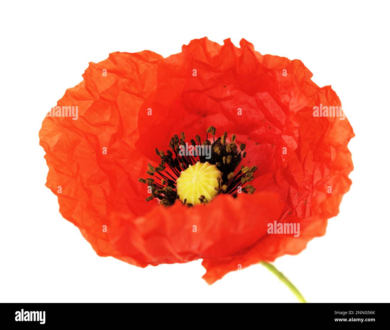 Flora of Gran Canaria - Papaver rhoeas, common poppy isolated Stock ...