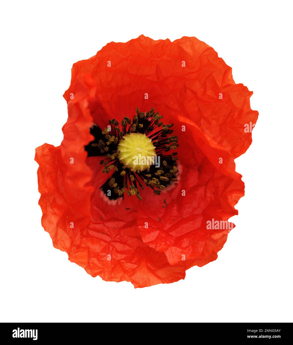 Flora of Gran Canaria - Papaver rhoeas, common poppy isolated Stock ...