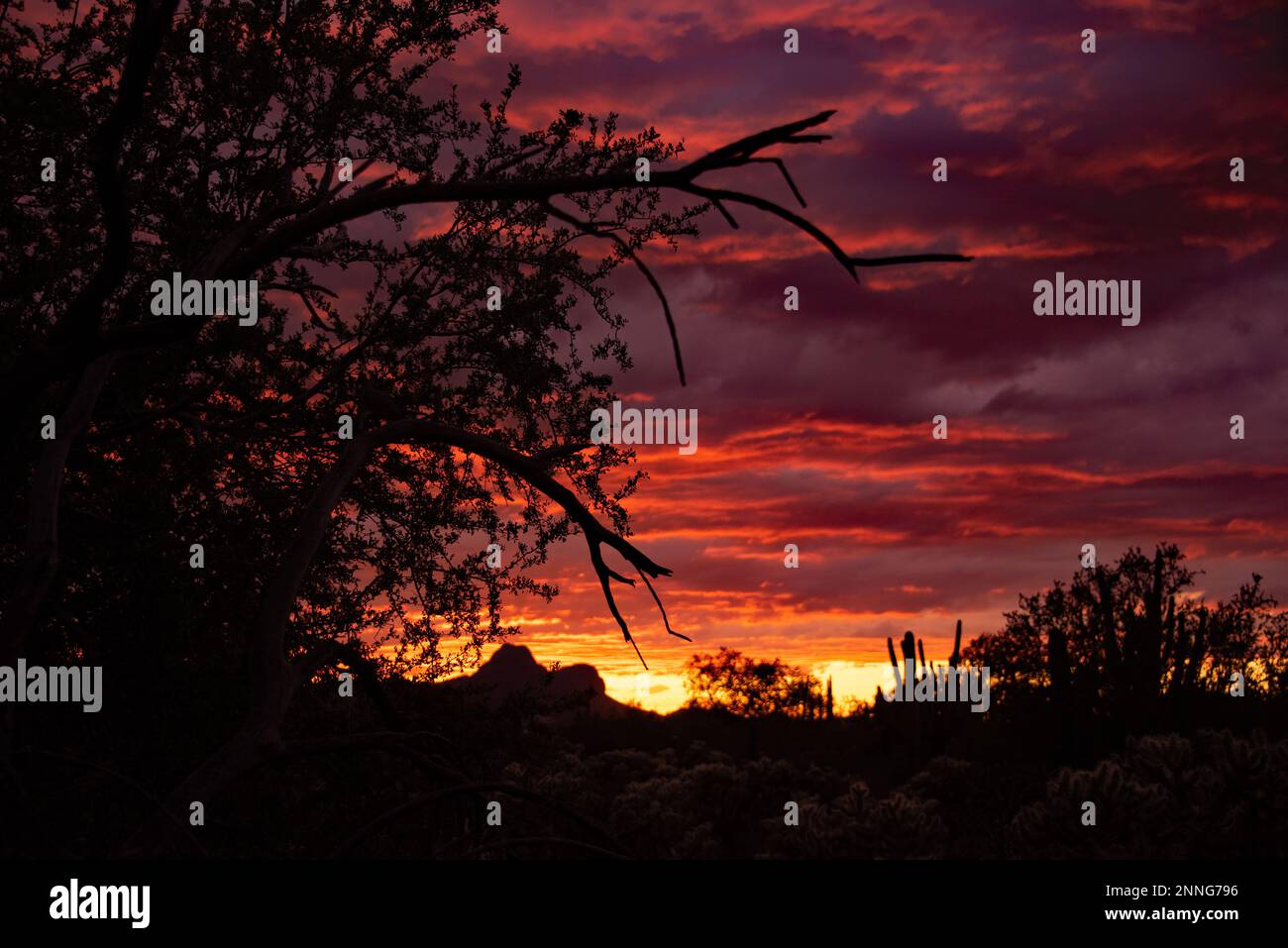 Sonoran desert sunset Stock Photo - Alamy