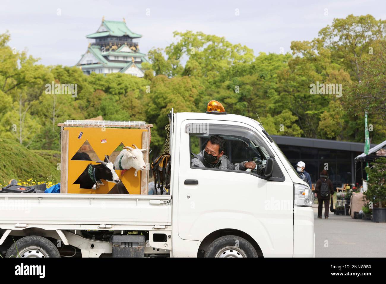 Goats "Shiro" (white) and "Kuro" (black) arrive at Osaka Castle Park to ...