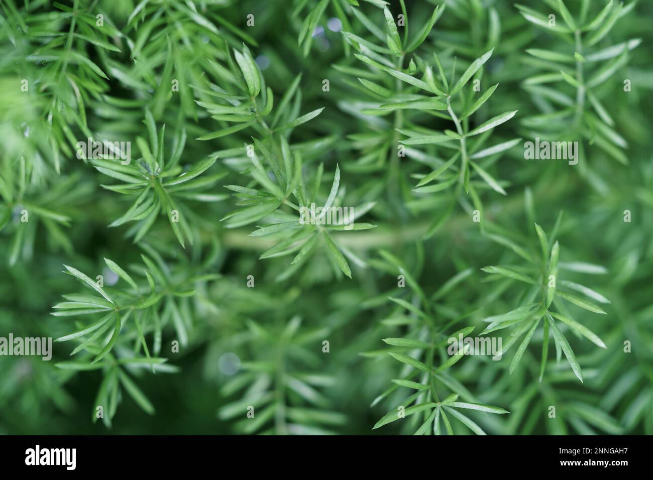 Sprouts of Foxtail fern Asparagus top view, texture, macro shot ...