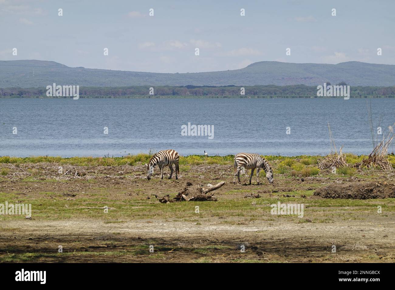 Zebra on Crescent Island in Lake Naivasha, Kenya Stock Photo - Alamy