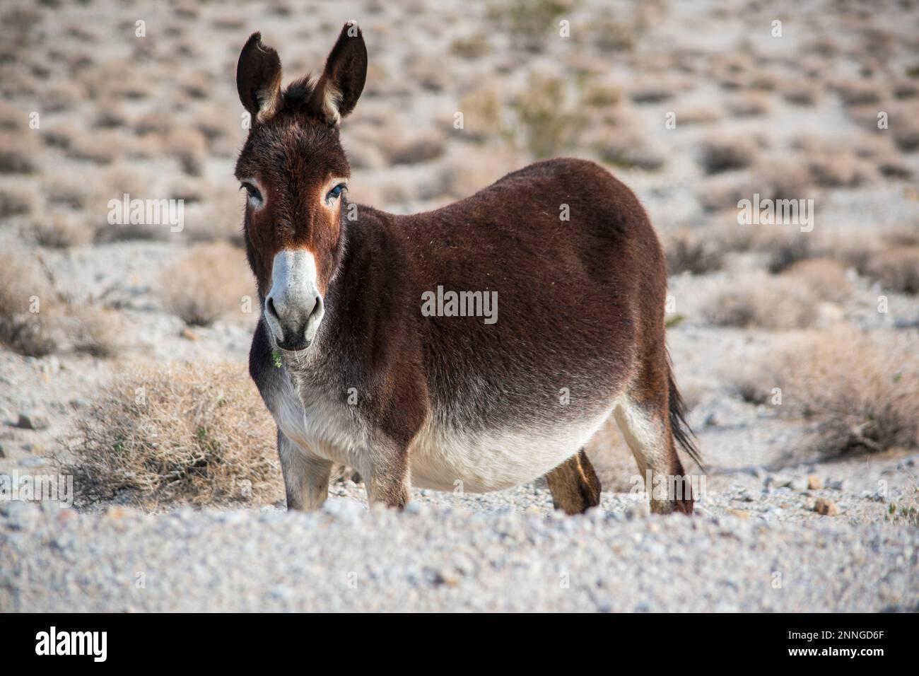 Wild burros live in Saline Valley on the west side of Death Valley ...
