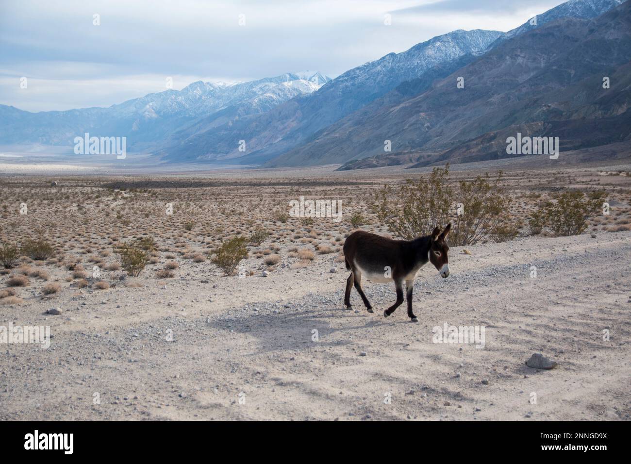 Wild burros live in Saline Valley on the west side of Death Valley ...