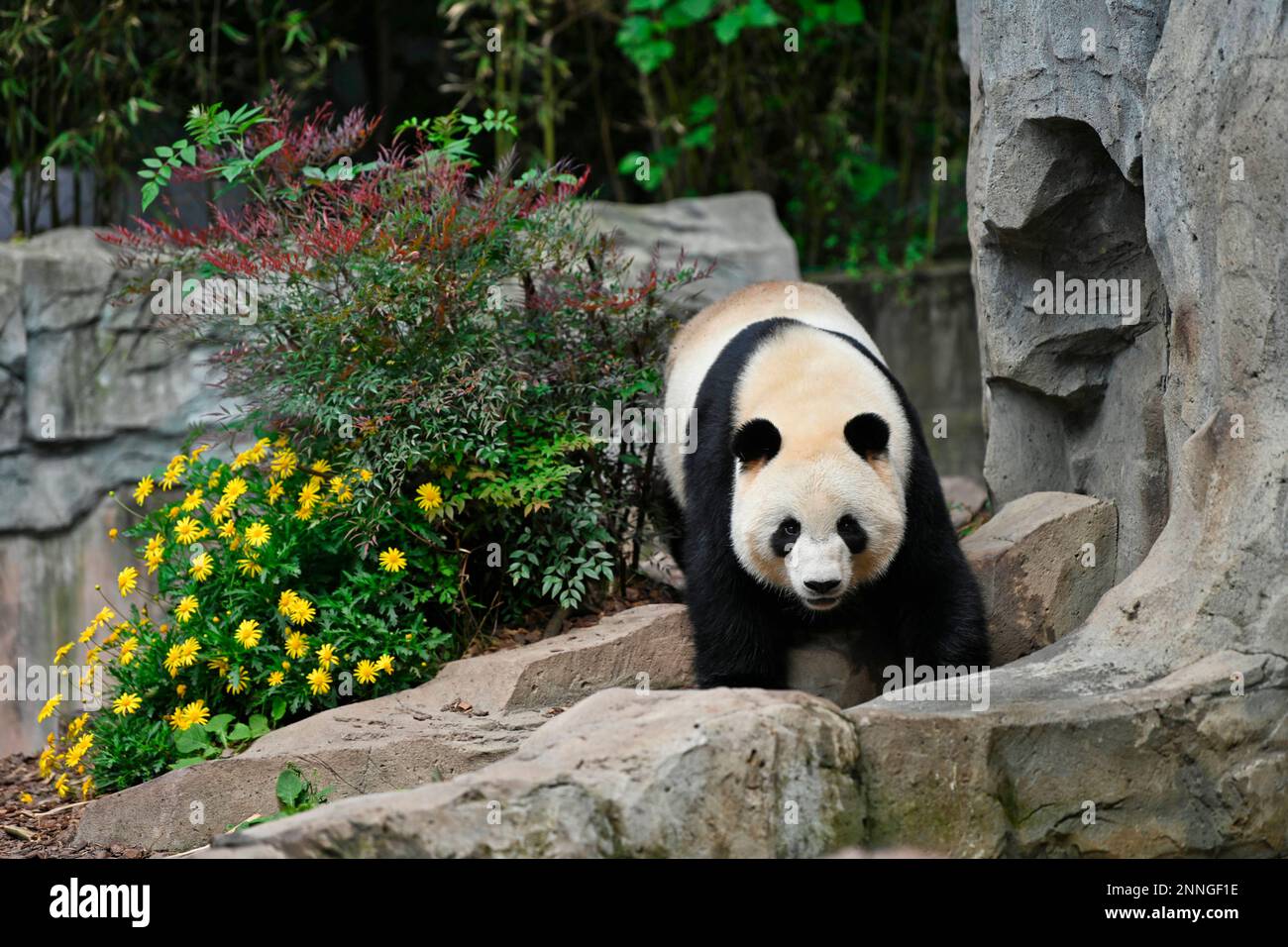 A giant panda wanders in its compound at the breeding and research ...