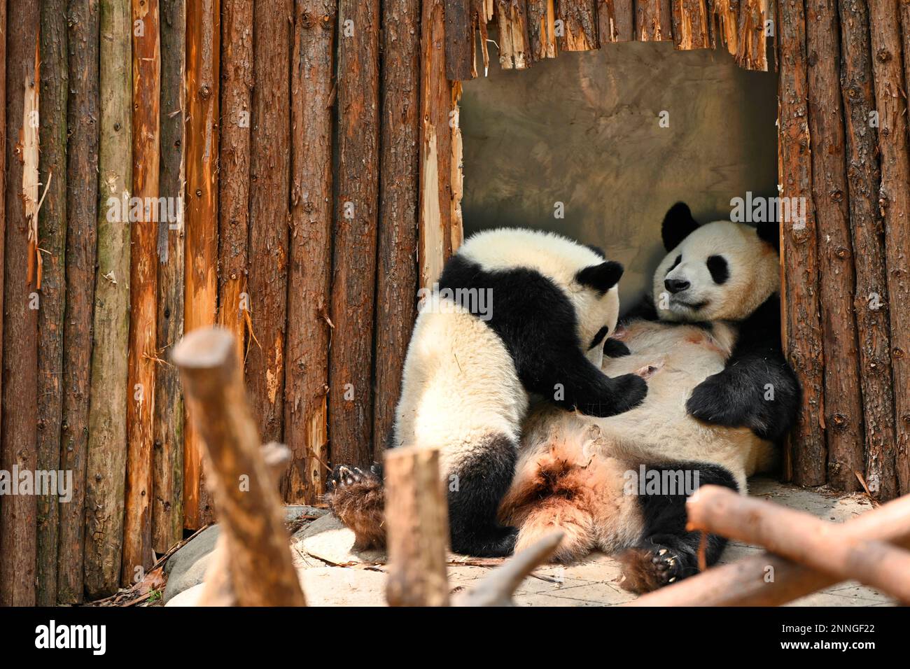 A giant panda cub sucks milk from its mother at the breeding and ...