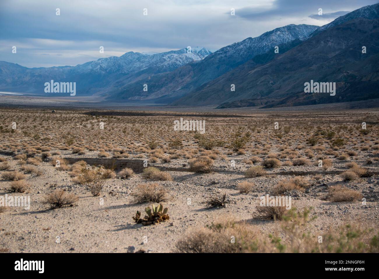 Wild burros live in Saline Valley on the west side of Death Valley ...