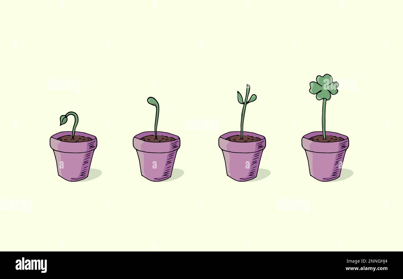 Plant growth stages plant development Stock Vector Images - Alamy