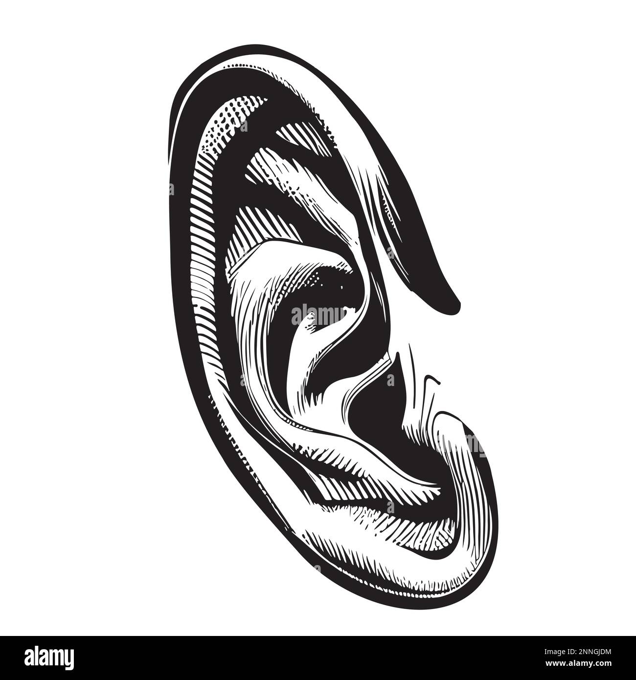 Human Ear Drawing