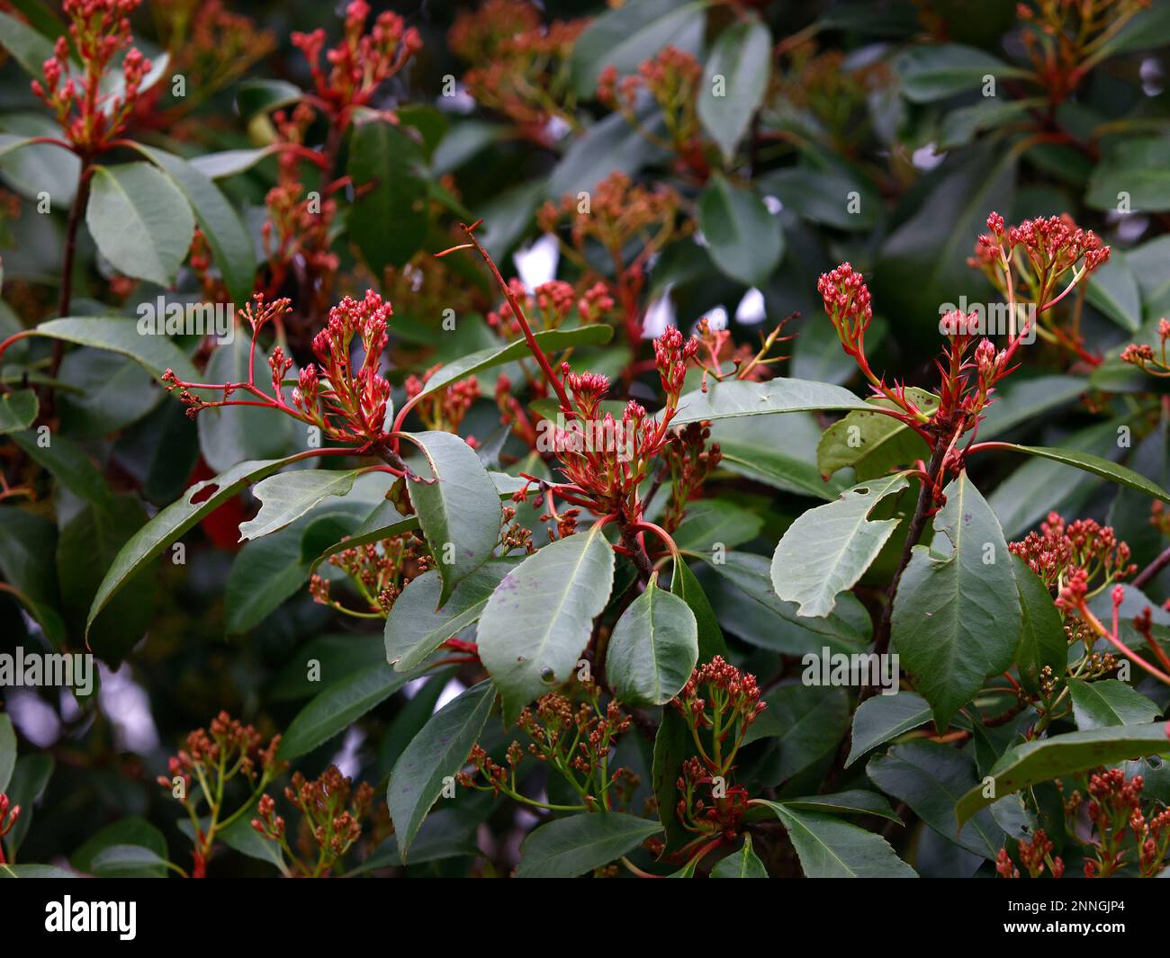 Photinia red robin cut hi-res stock photography and images - Alamy