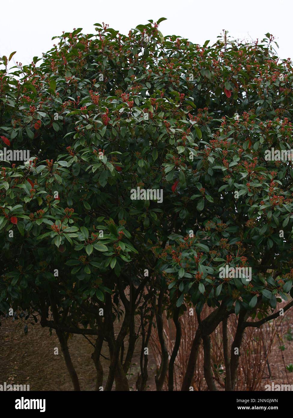 Closeup of the garden shrub Photinia fraseri Red Robin grown as small ...